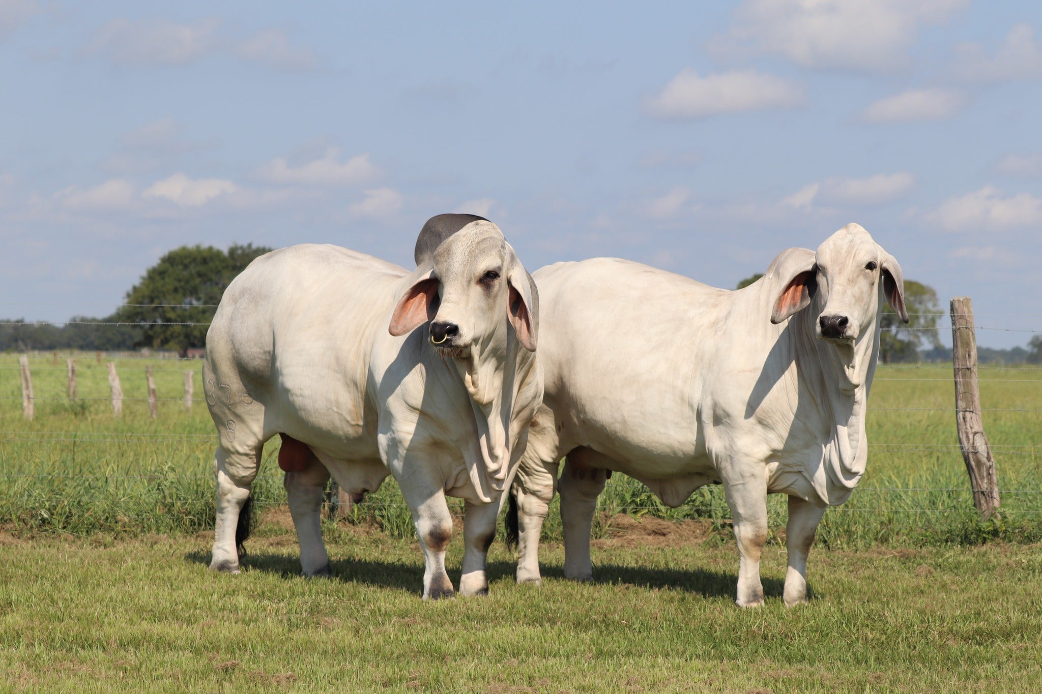 La Raza Brahman en el Trópico del Perú: Ventajas, Características y Cr