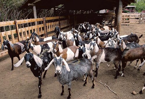 Inseminación Artificial en Ganado Caprino en Perú: Ventajas y Desventa