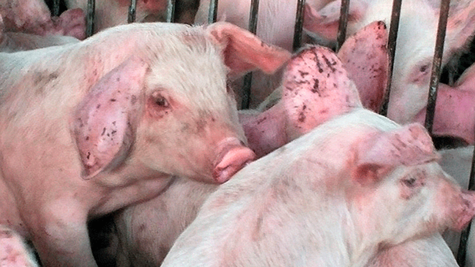 ENTÉRATE DEL SÍNTOMA PRINCIPAL DE LA ERISIPELA PORCINA Y COMO TRATARLO